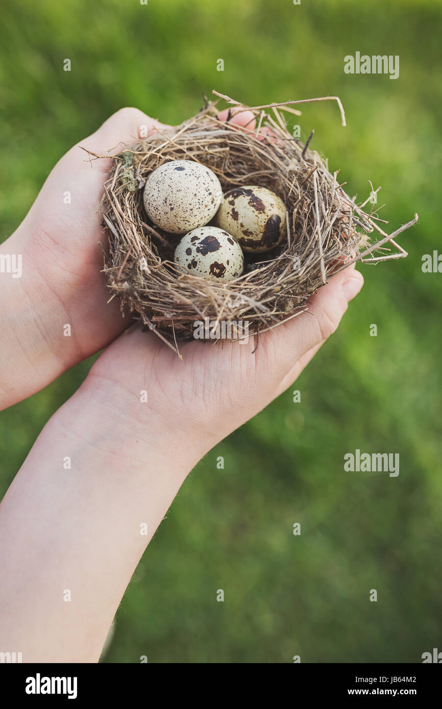 Child bird nest egg nature hi-res stock photography and images - Alamy