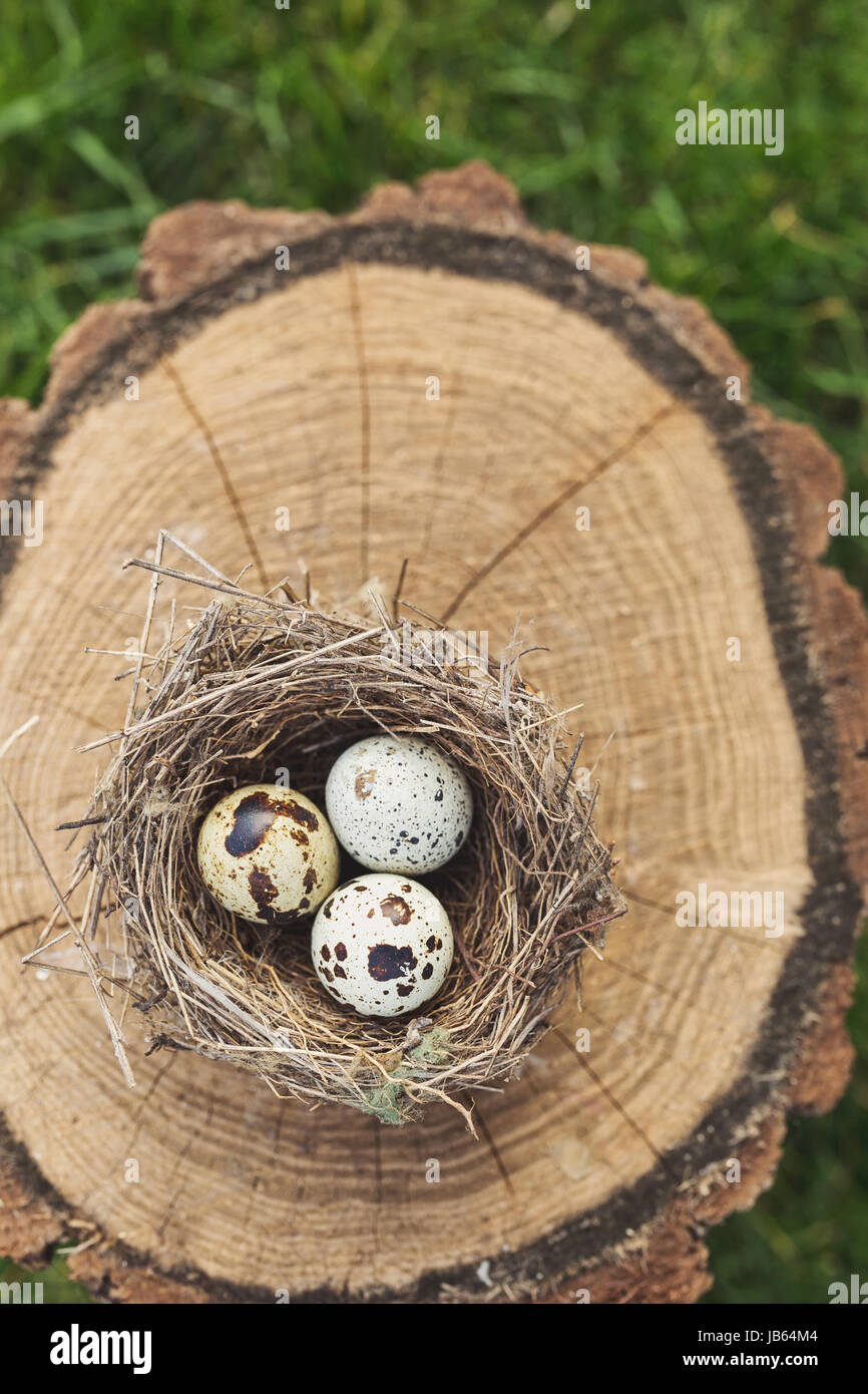 Quail eggs in nest on a log Stock Photo - Alamy