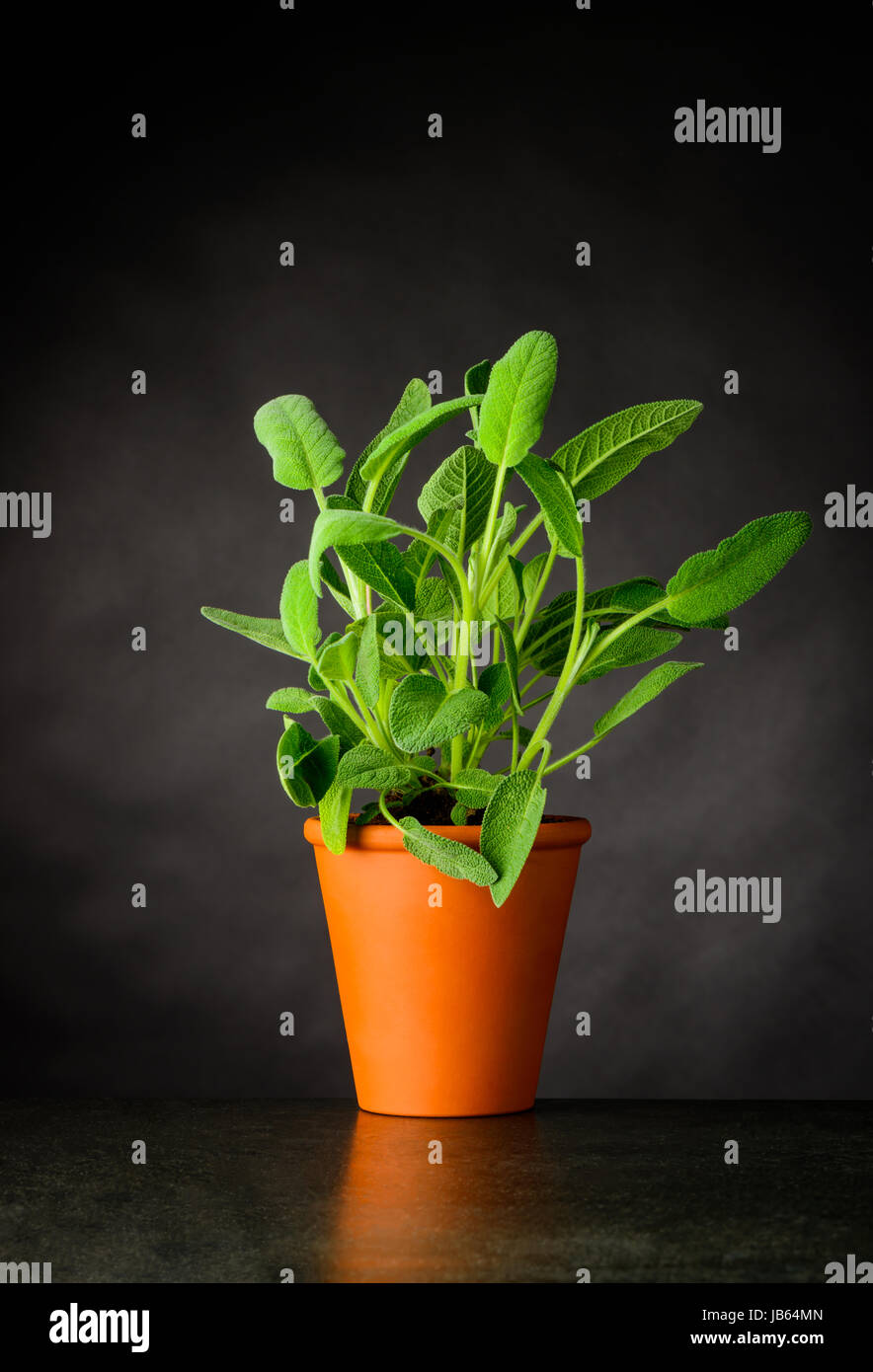 Fresh Sage Plant Growing in Pottery Pot. Culinary Herb Stock Photo - Alamy