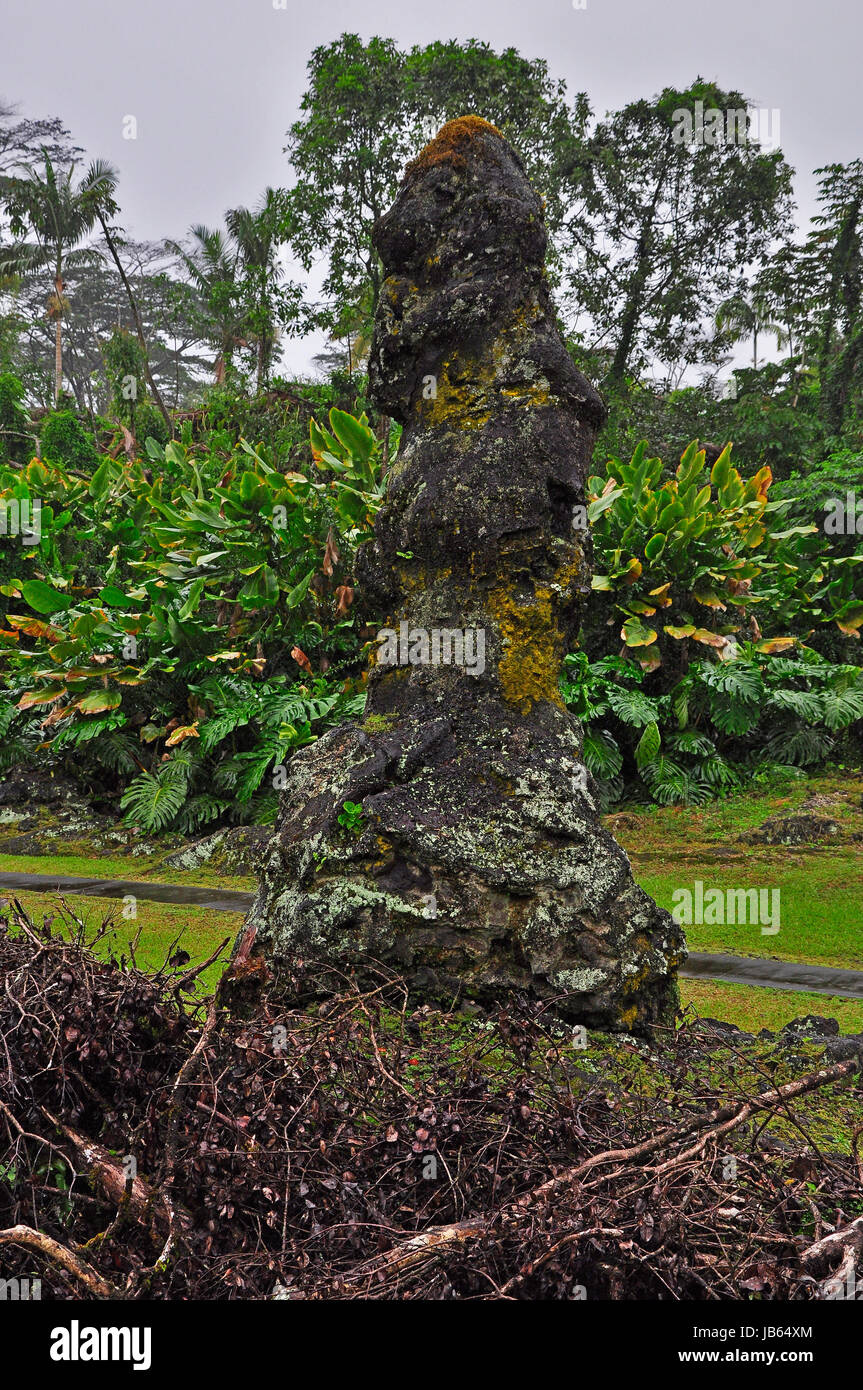 Fire tree hawaii hi-res stock photography and images - Alamy