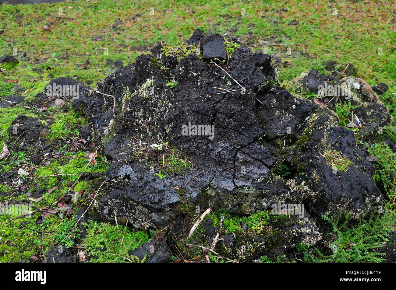 Lava and tree hi-res stock photography and images - Alamy