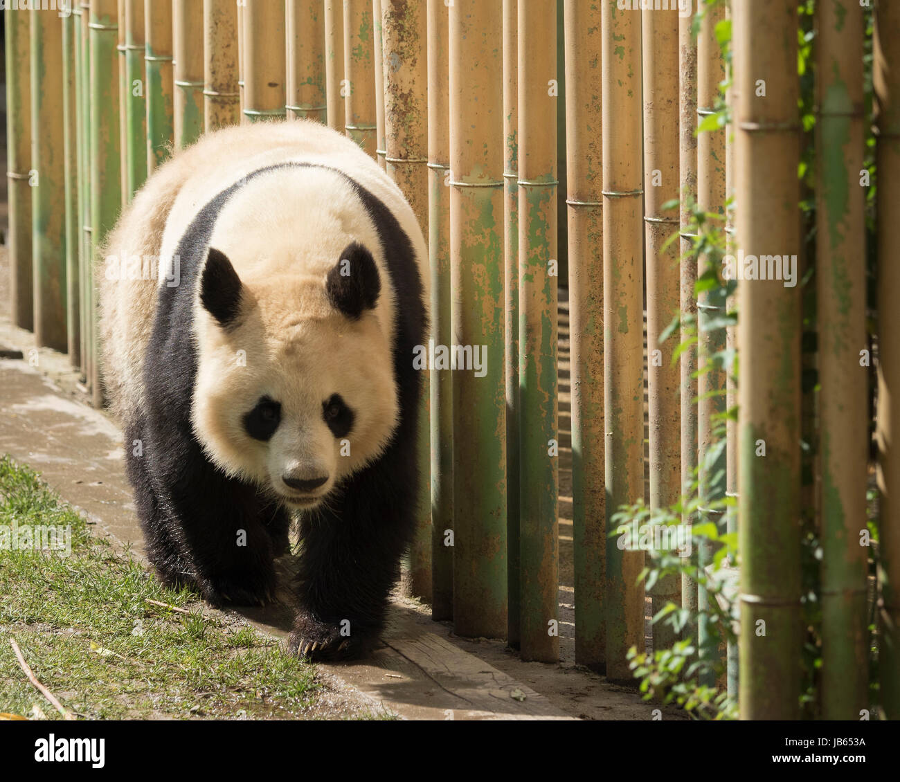 Panda bear omnivorous giant panda characterized by its coloration in ...
