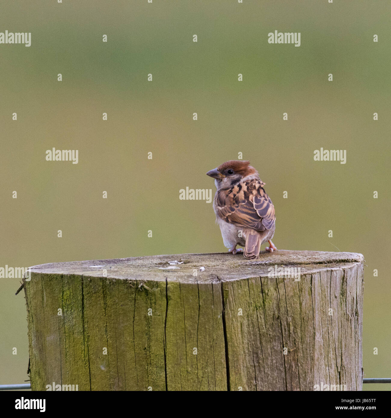 Eurasian Tree Sparrow Stock Photo - Alamy