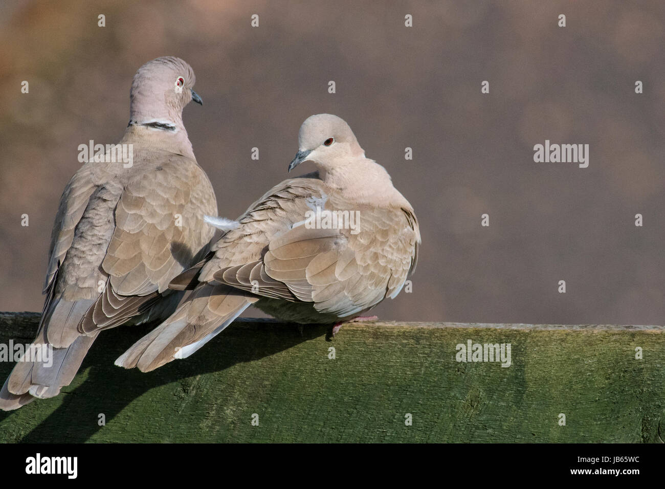 Eurasian Collared Doves Stock Photo - Alamy