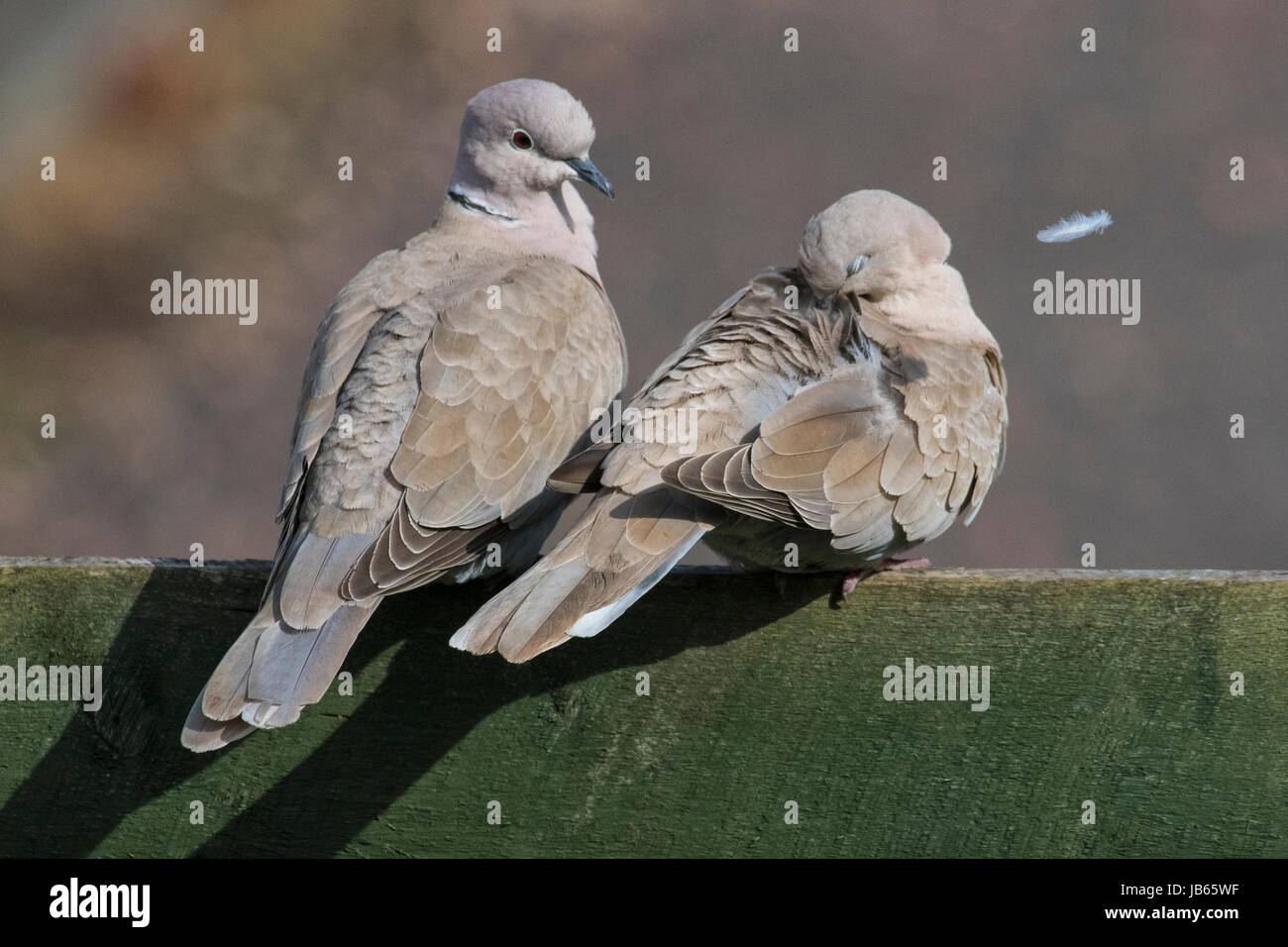 Collared doves hi-res stock photography and images - Alamy