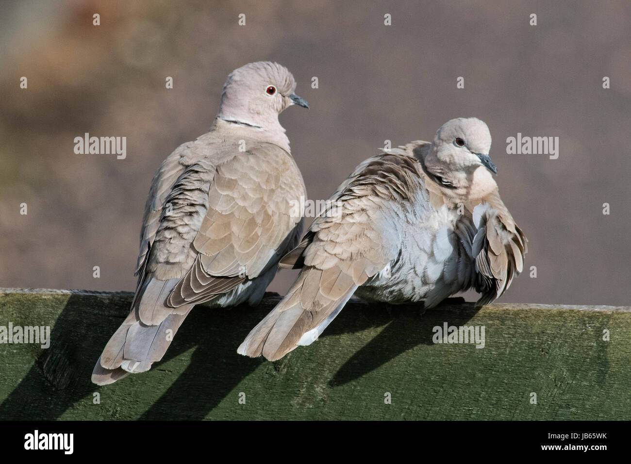 Eurasian collared doves hi-res stock photography and images - Alamy