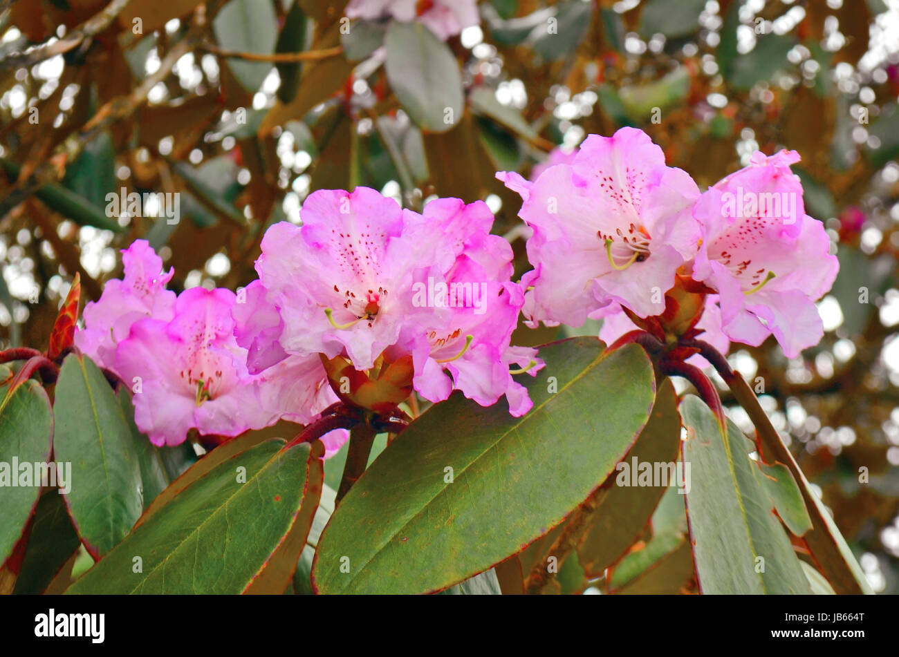 Pink Rhododendron Flowers in Nepal, Annapurna Conservation Area, Mardi ...