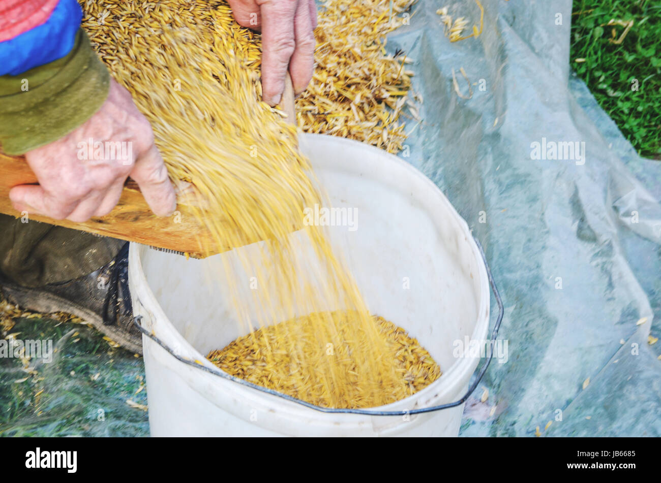 Worker pours grain from a sieve into a container. Sifting grain concept ...