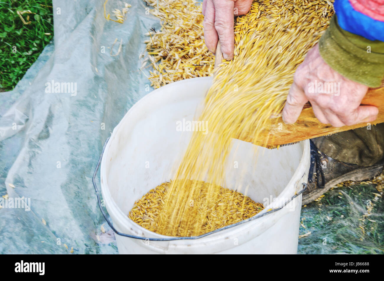 Worker pours grain from a sieve into a container. Sifting grain concept ...