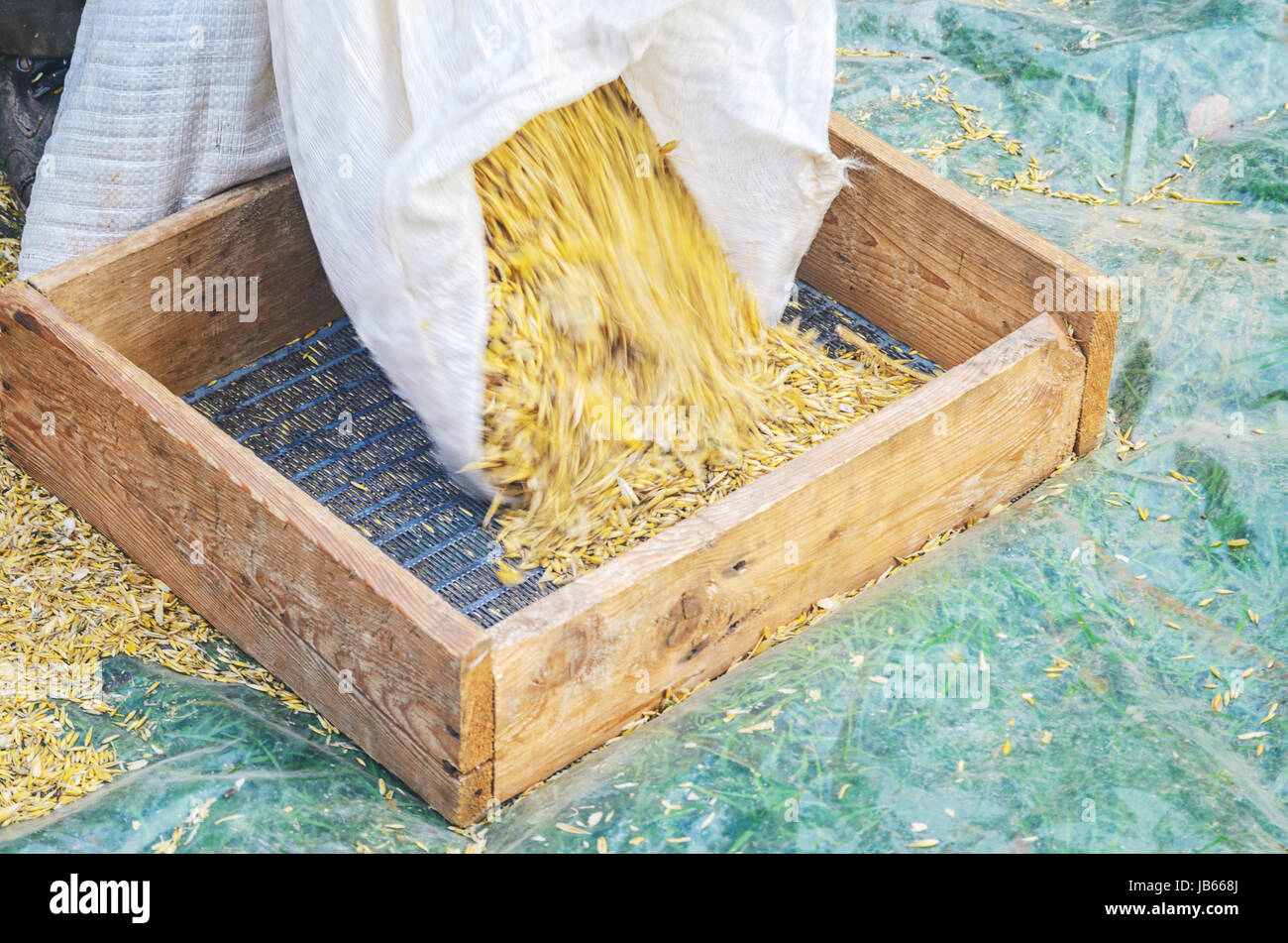 Pour the grain from a white sack into a sieve. Step of sieving grain ...