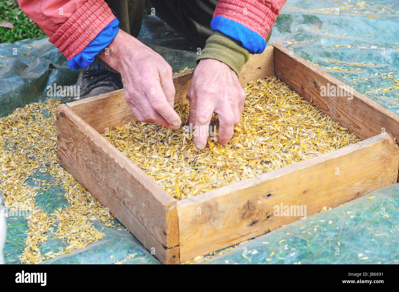 Sifting grain through sieve hi-res stock photography and images - Alamy