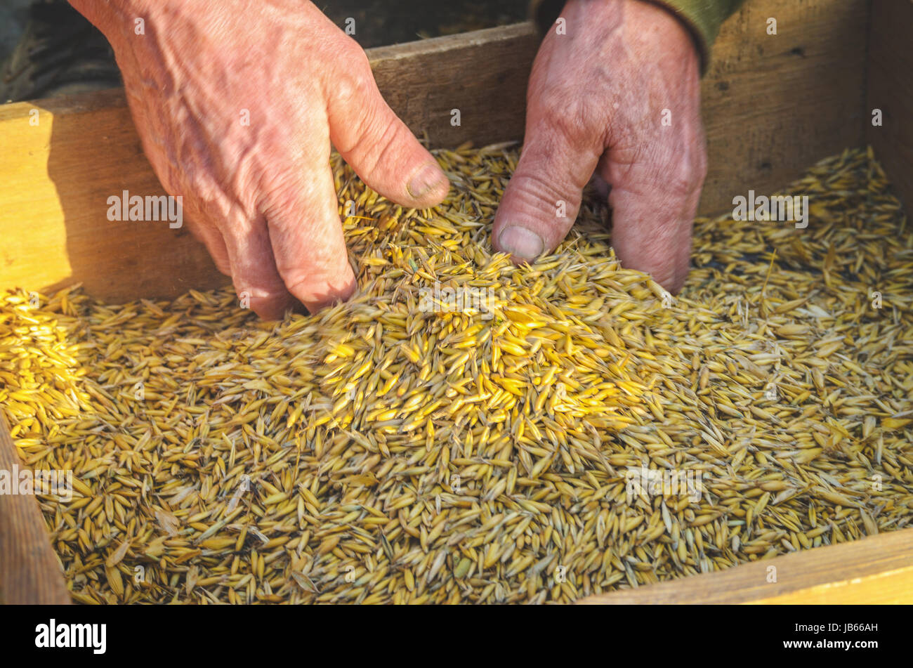 Sifting grain through sieve hi-res stock photography and images - Alamy