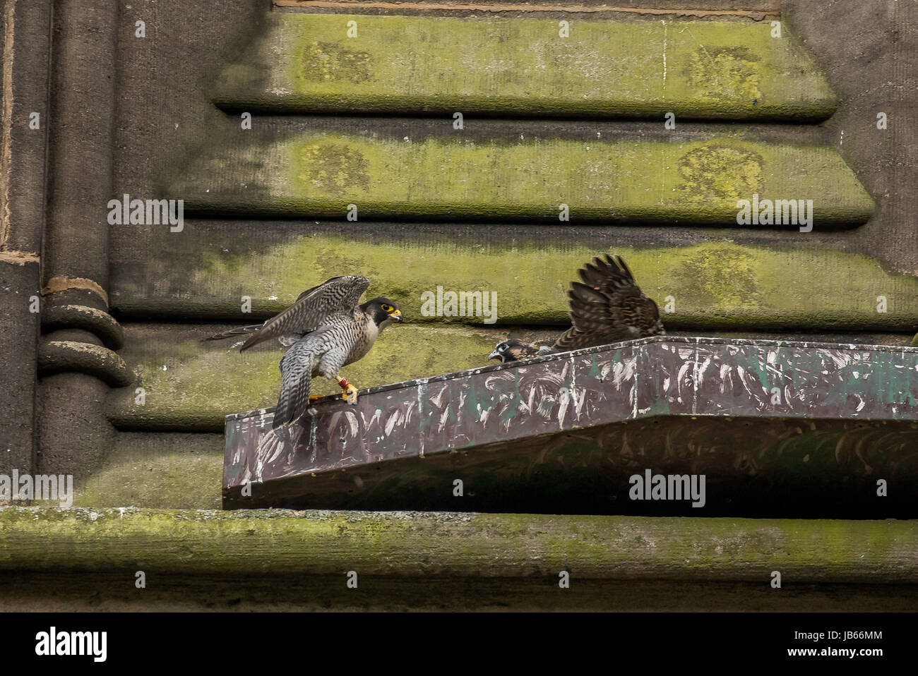 Peregrine falcon diving in wild hi-res stock photography and images - Alamy