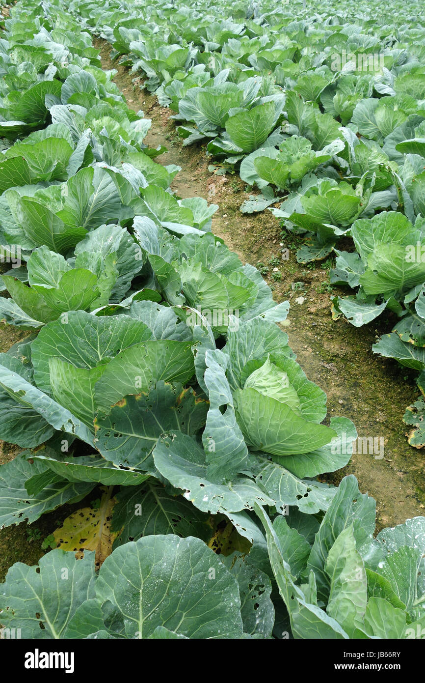 Rows of grown cabbages in Cameron Highland Malaysia Stock Photo - Alamy