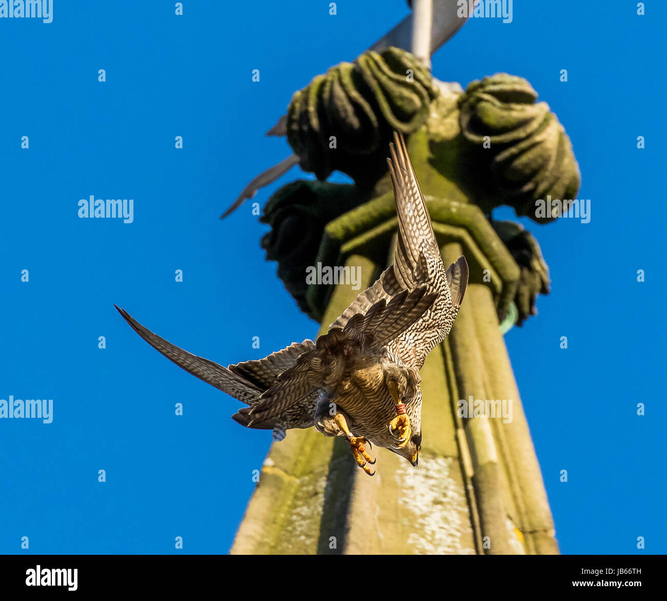 Pigeon diving hi-res stock photography and images - Alamy