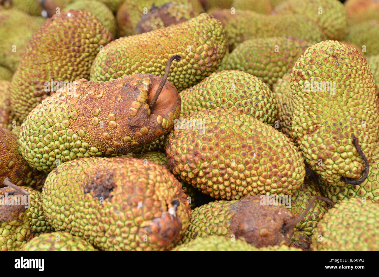 Cempedak or Artocarpus Integer, is a of family Moraceae, and same genus ...