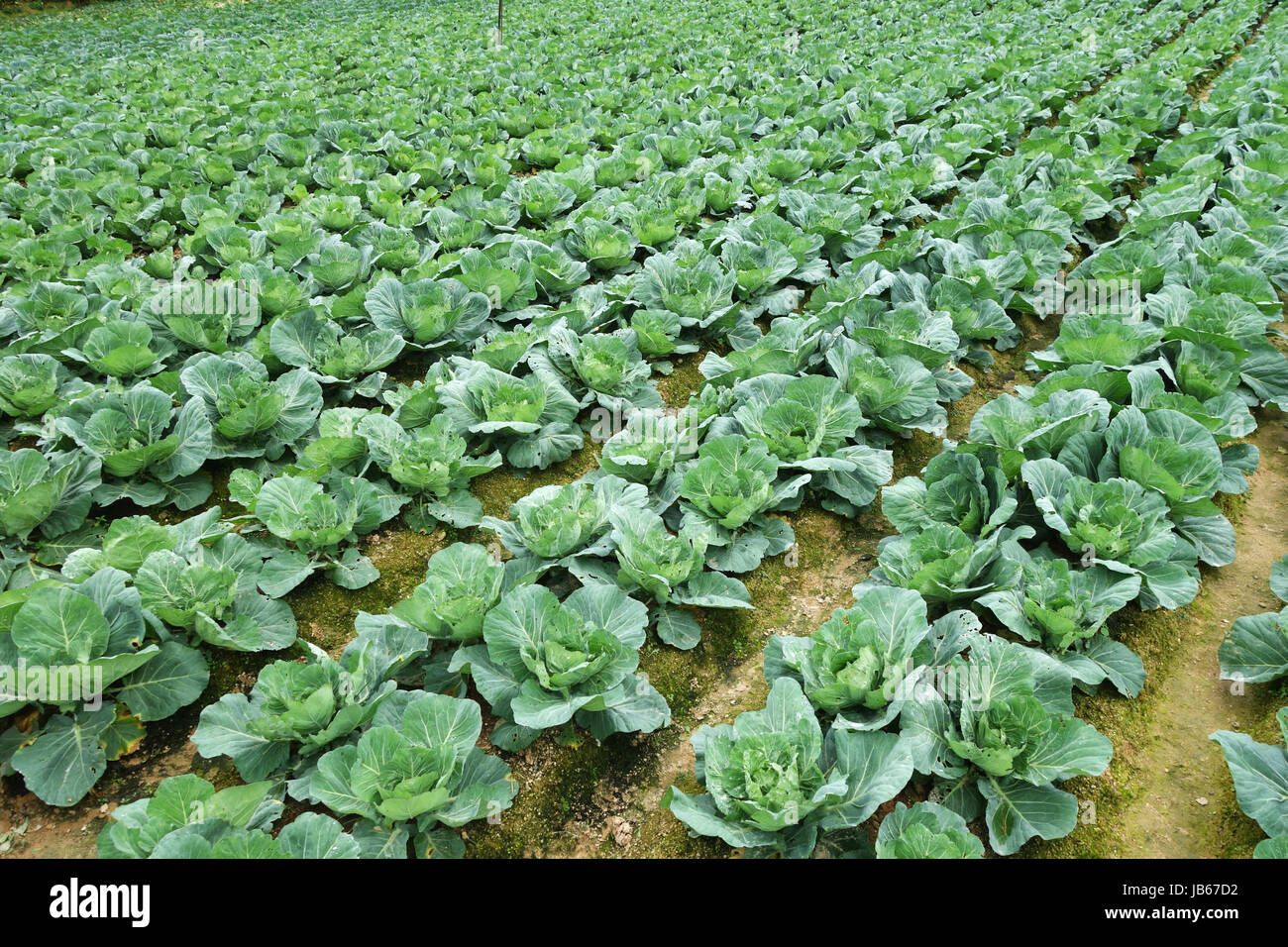 Rows of grown cabbages in Cameron Highland Malaysia Stock Photo - Alamy