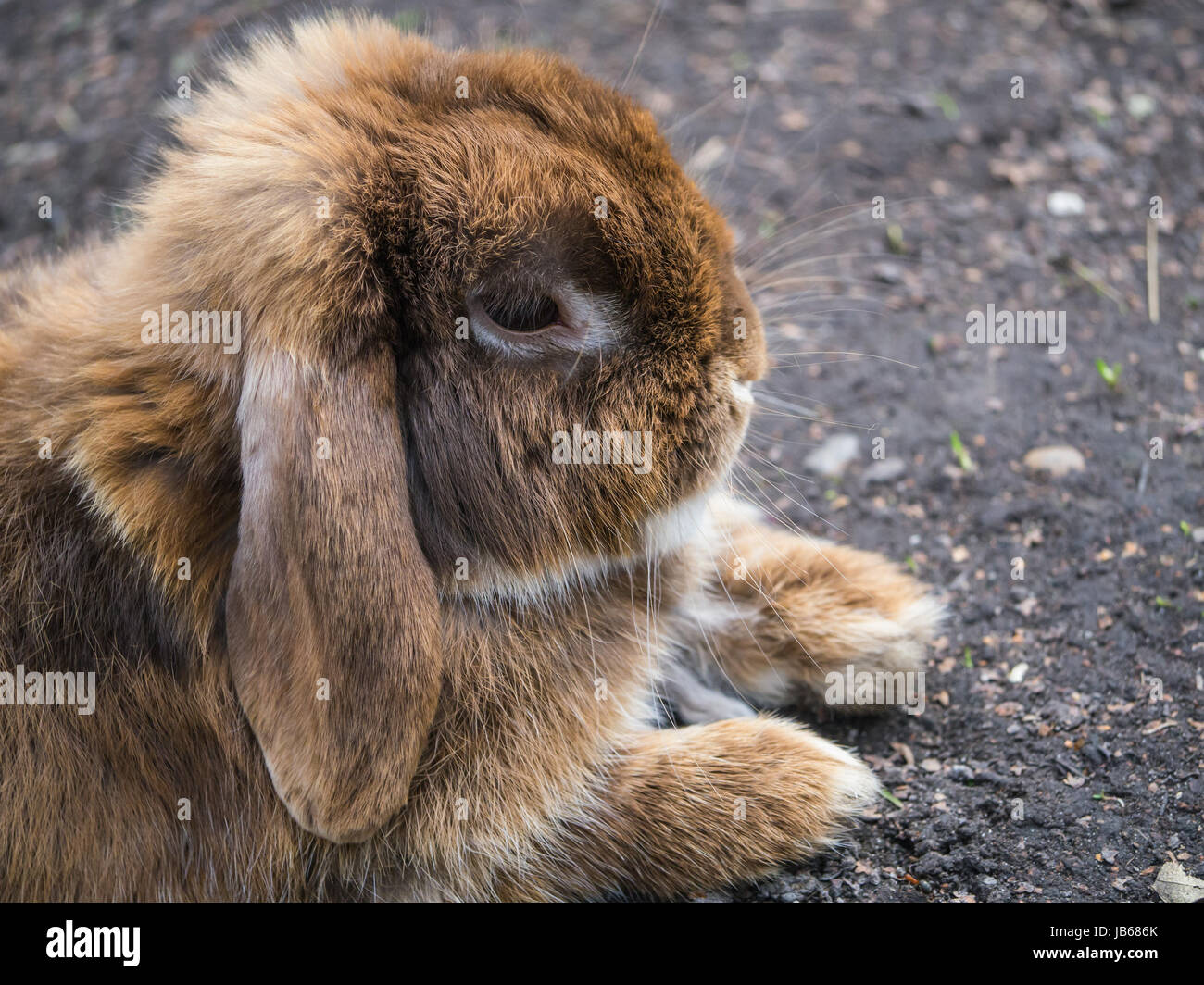 head and feet profile close up of a brown long eared rabbit sitting ...