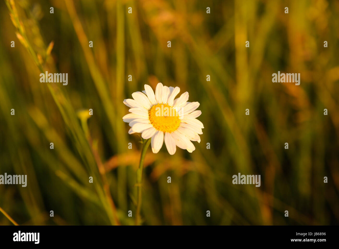 Indiana wild flowers hi-res stock photography and images - Alamy
