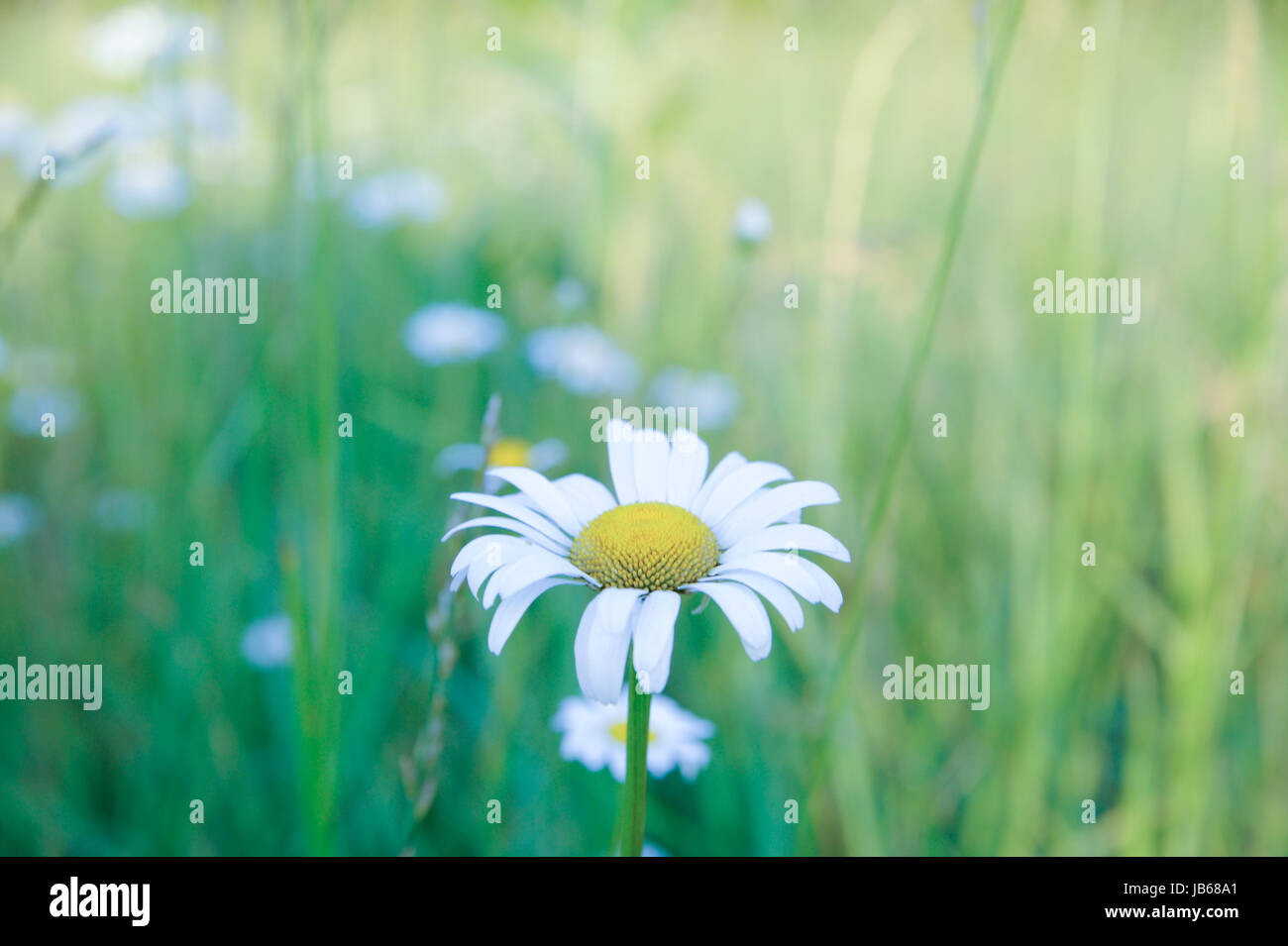 Indiana wild flowers hi-res stock photography and images - Alamy