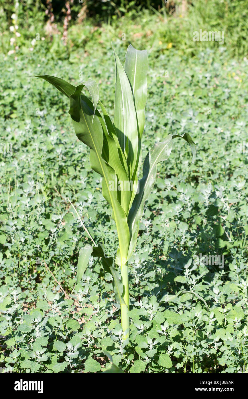 picture of a Single corn sprout Stock Photo - Alamy