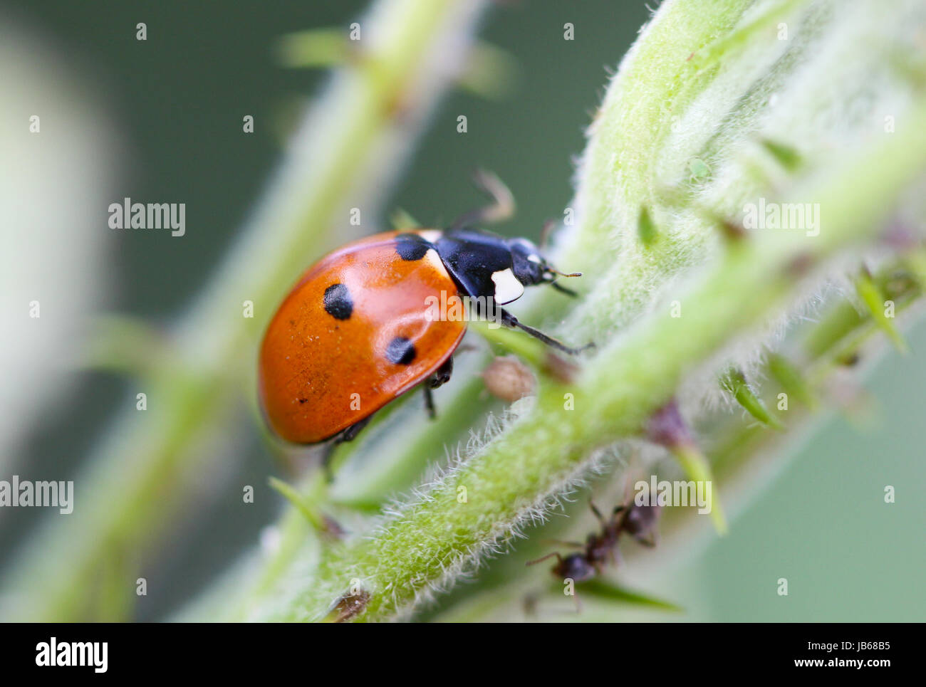 Ladybird on spring ,picture of a Stock Photo - Alamy