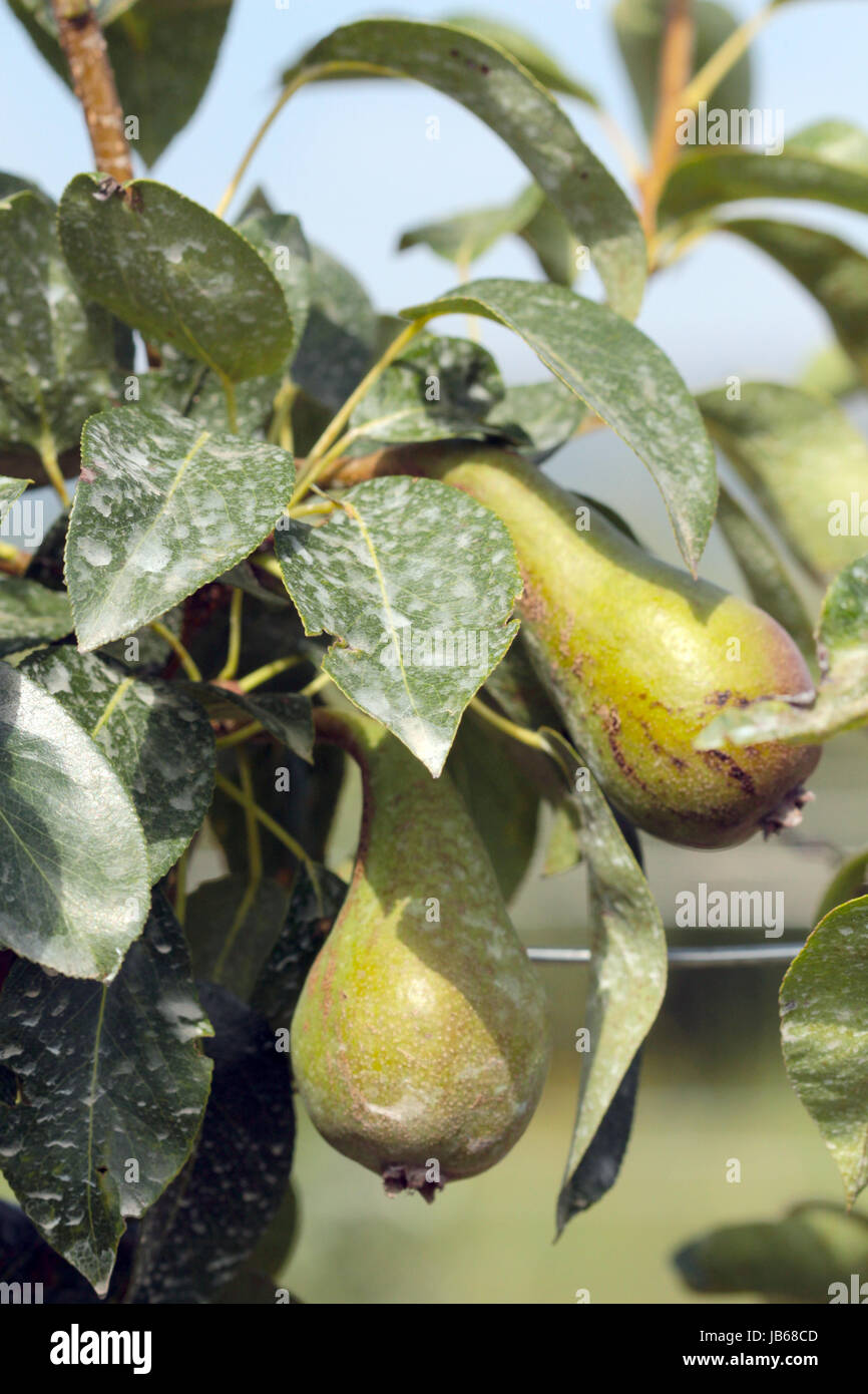 Spray insecticide orchard summer hi-res stock photography and images ...