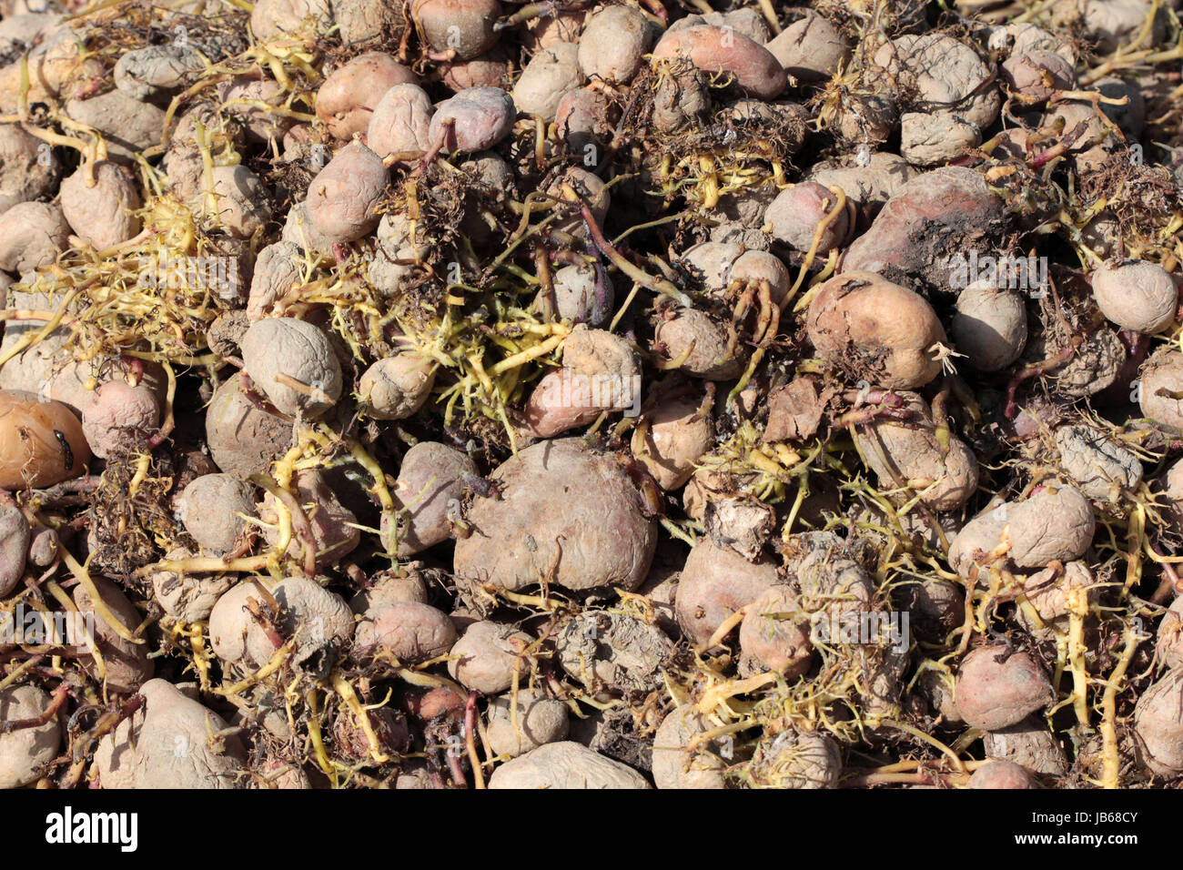 Moldy potato hi-res stock photography and images - Alamy