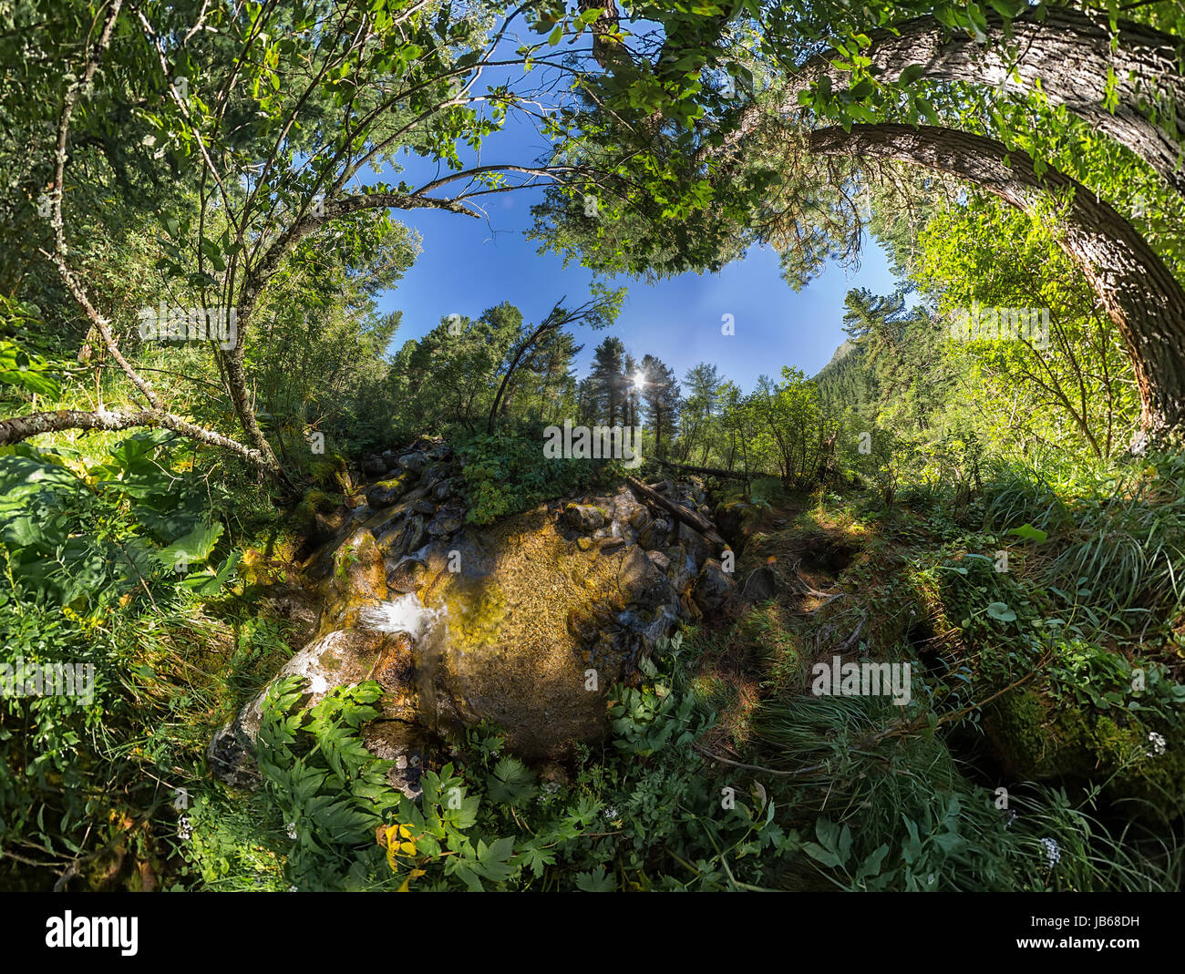 Creek in the fairy forest wide-angle panorama polar distortion Stock ...