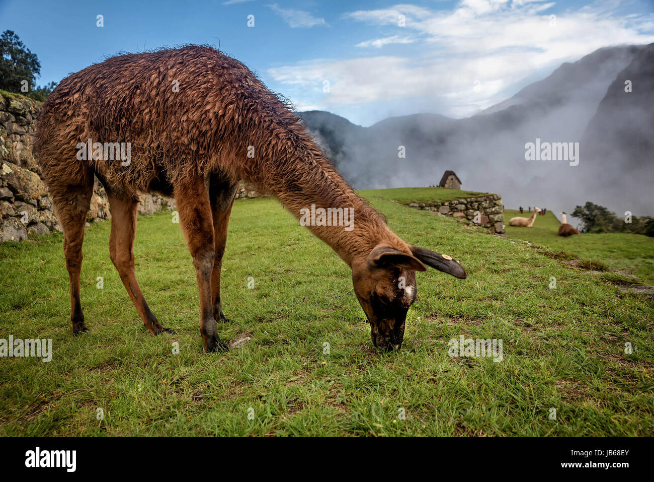 Incas peru alpaca hi-res stock photography and images - Alamy