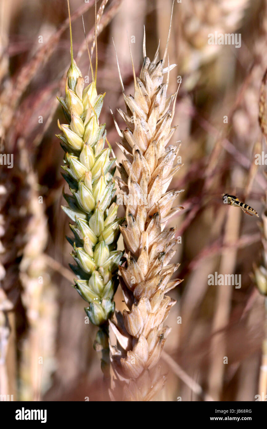 wheat ears macro in the morning, picture of a Stock Photo - Alamy
