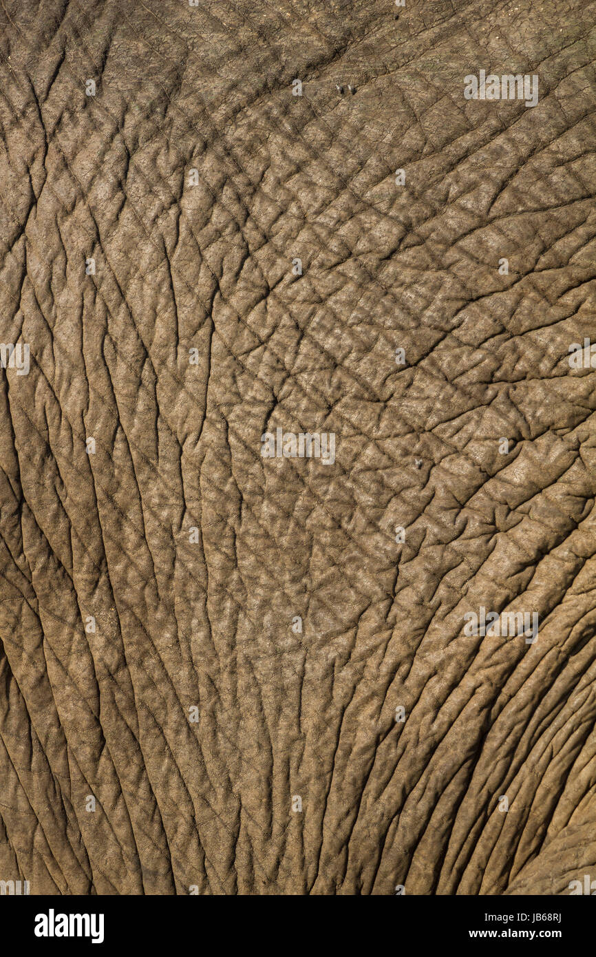 African elephant hide hi-res stock photography and images - Alamy
