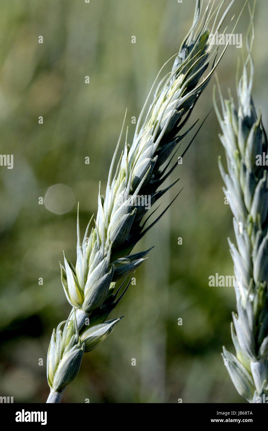 wheat ears macro in the morning, picture of a Stock Photo - Alamy