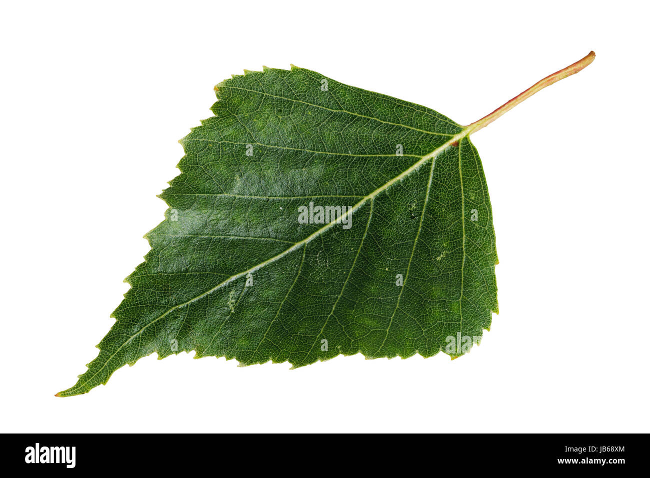 Birch leaf isolated on a white background Stock Photo - Alamy