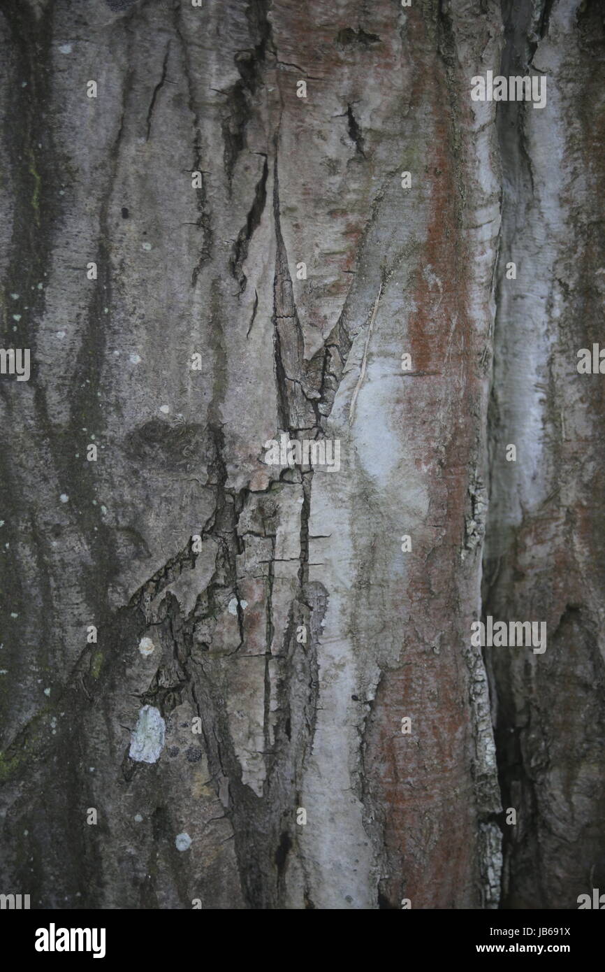 Close up of texture of tree, good abstract background Stock Photo - Alamy