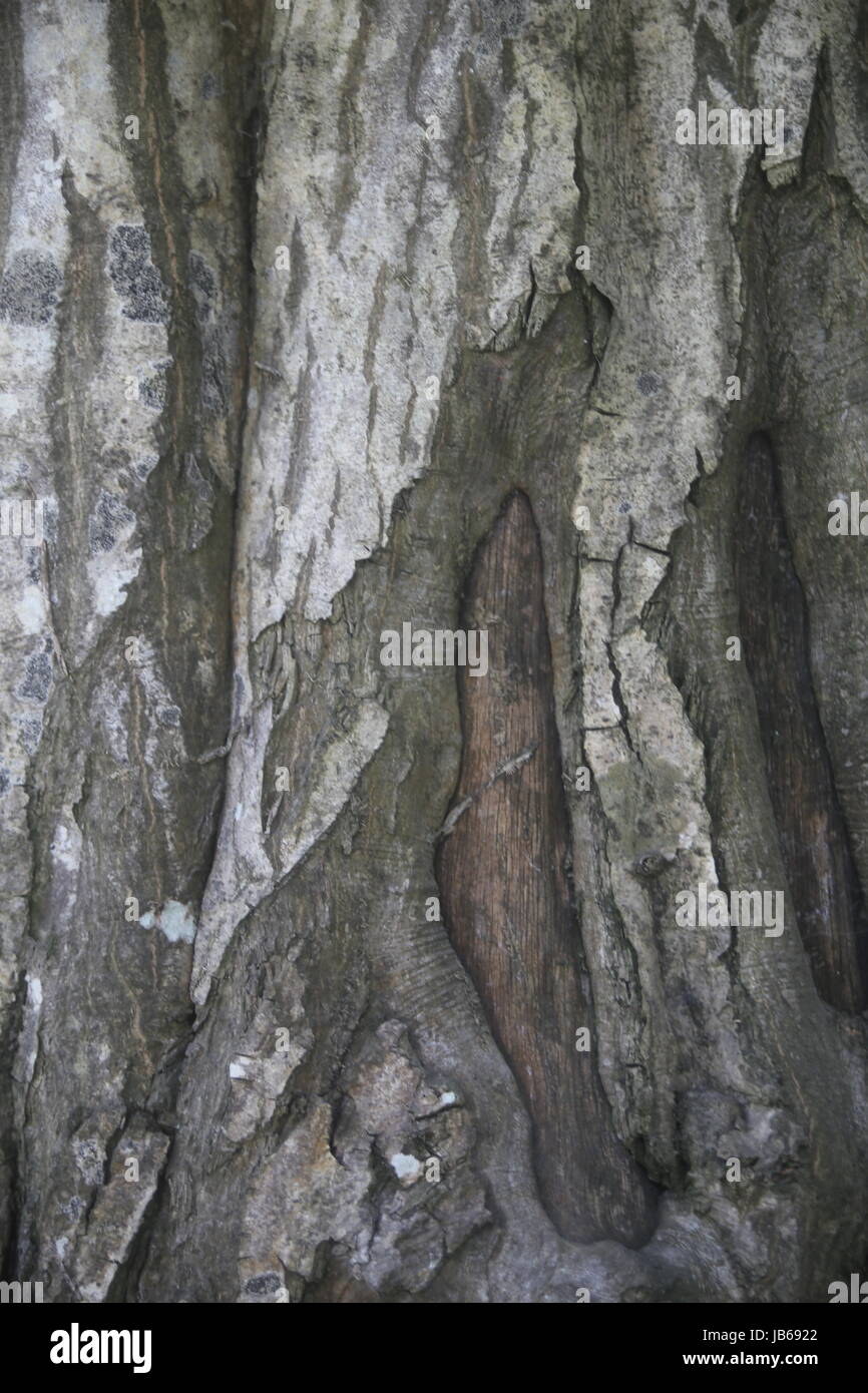 Close up of texture of tree, good abstract background Stock Photo - Alamy