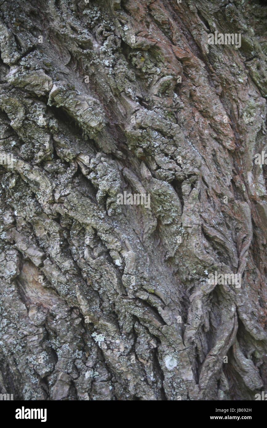 Close up of texture of tree, good abstract background Stock Photo - Alamy
