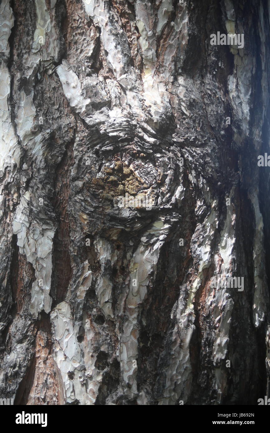 Close up of texture of tree, good abstract background Stock Photo - Alamy