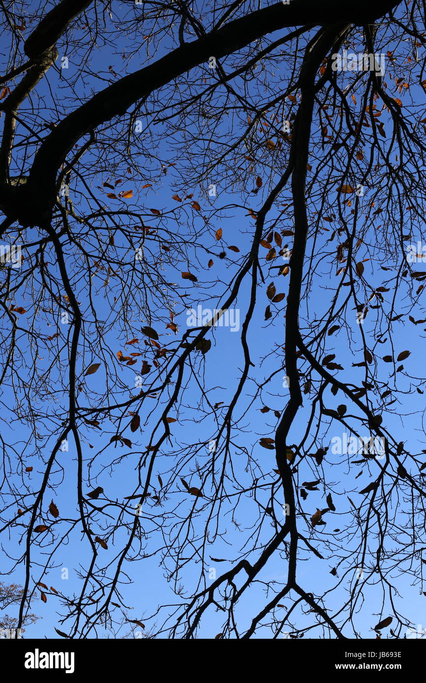 View of leaves and branches looking up underneath tree canopy Stock ...