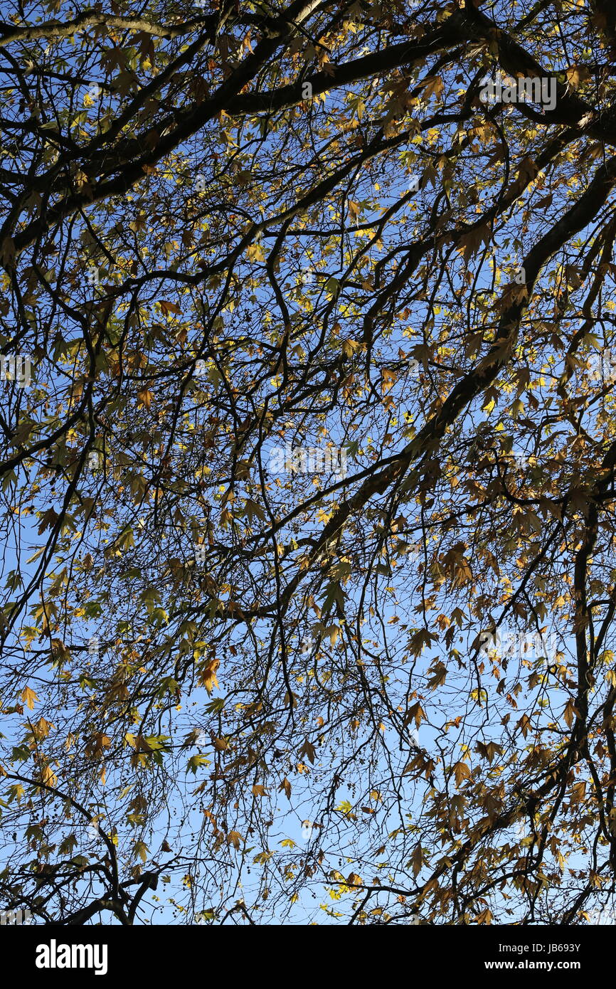 View of leaves and branches looking up underneath tree canopy Stock ...