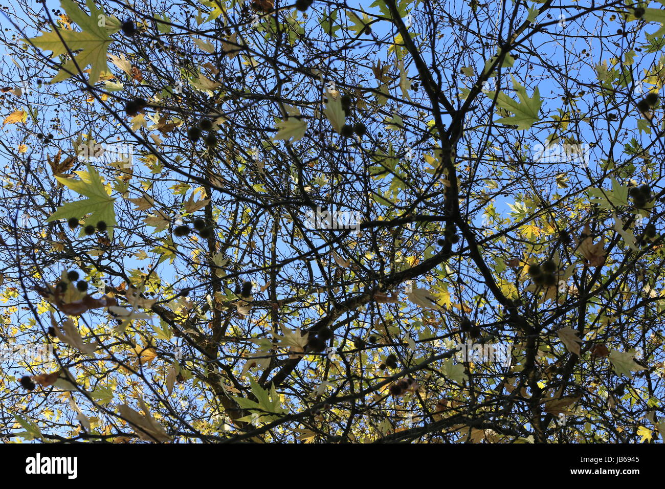 View of leaves and branches looking up underneath tree canopy Stock ...