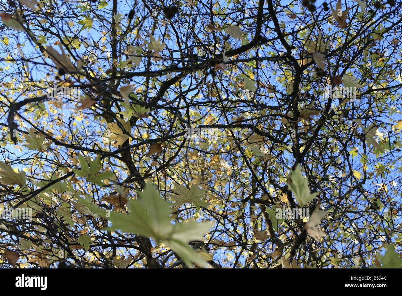 View of leaves and branches looking up underneath tree canopy Stock ...