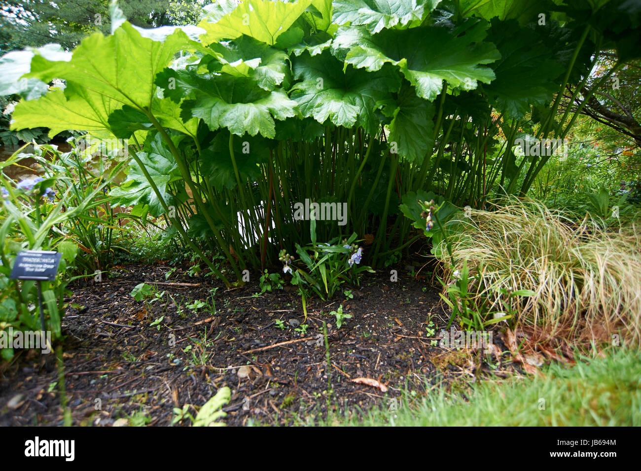 Gunnera manicata Chilean Giant rhubarb Stock Photo - Alamy