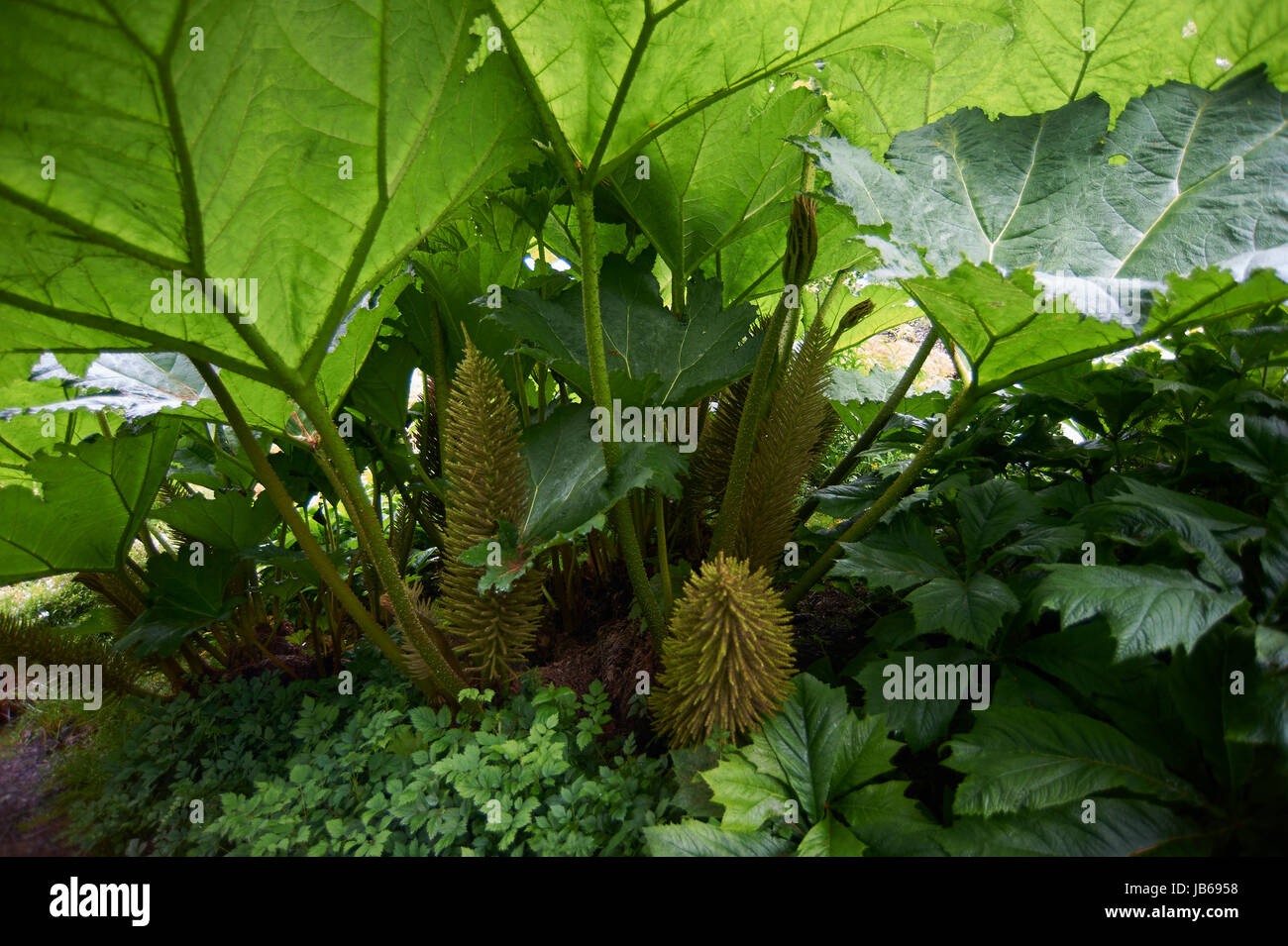 Gunnera manicata Chilean Giant rhubarb Stock Photo - Alamy
