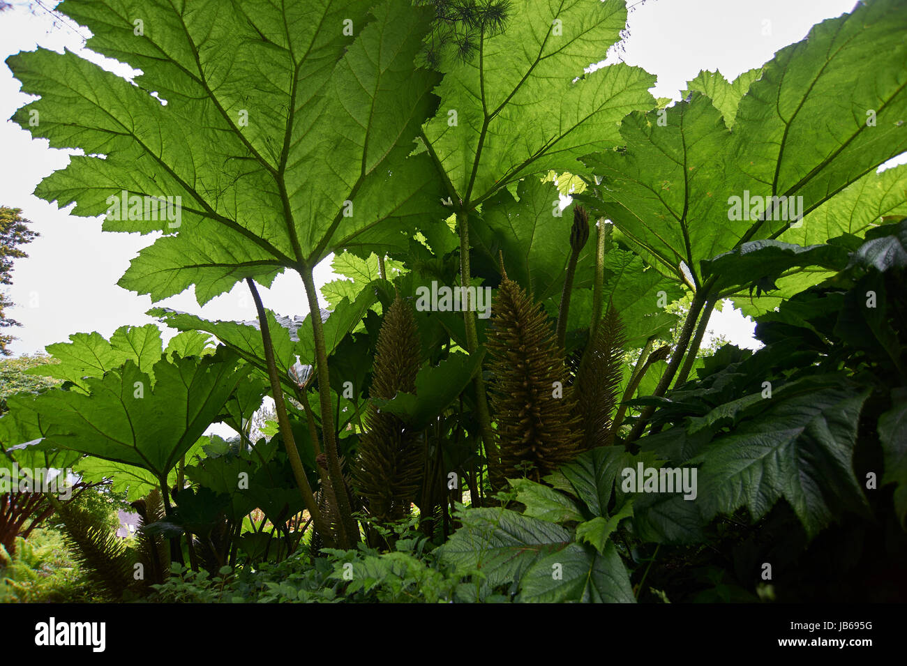 Gunnera manicata Chilean Giant rhubarb Stock Photo - Alamy
