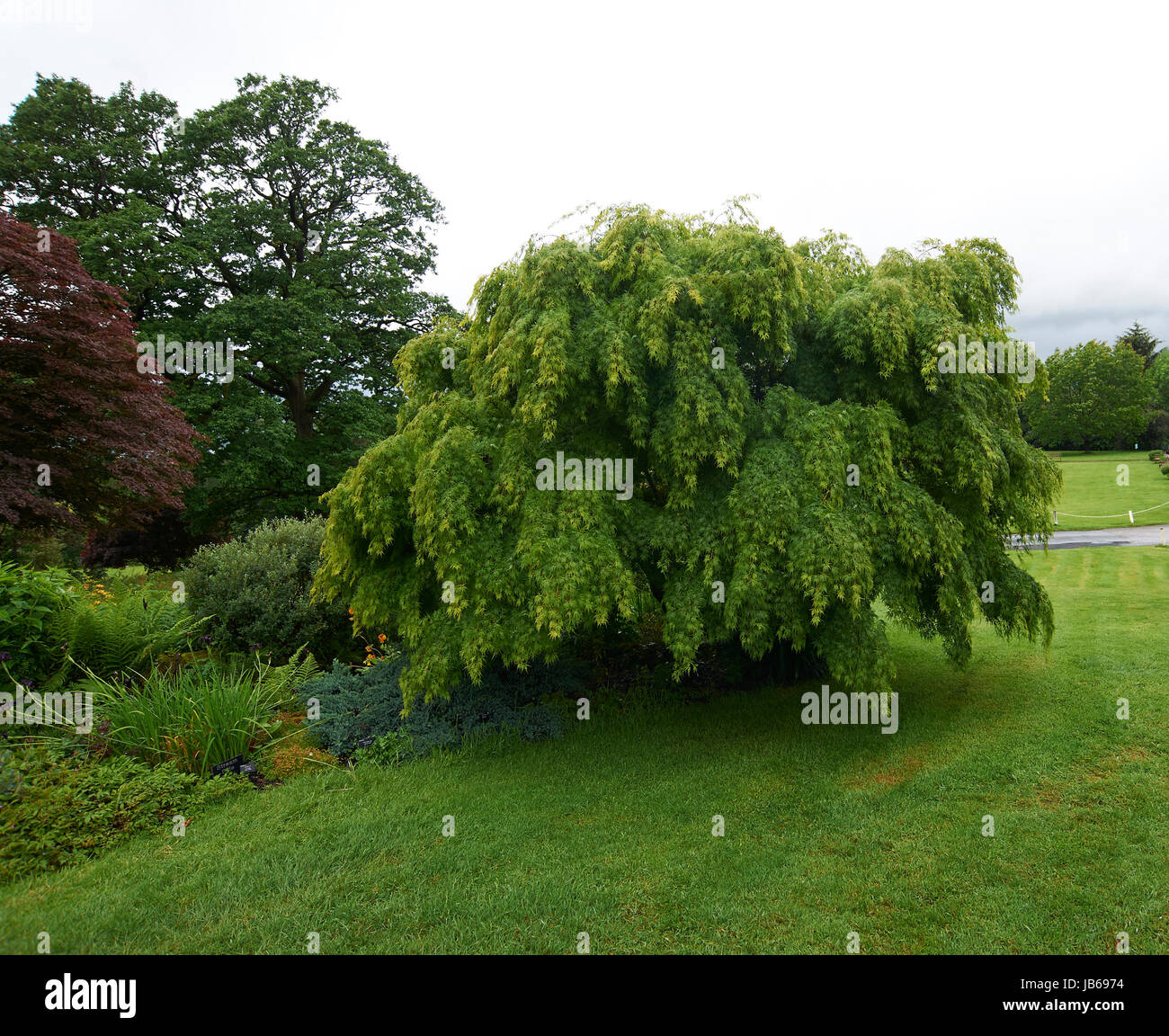 Acer spp hi-res stock photography and images - Alamy