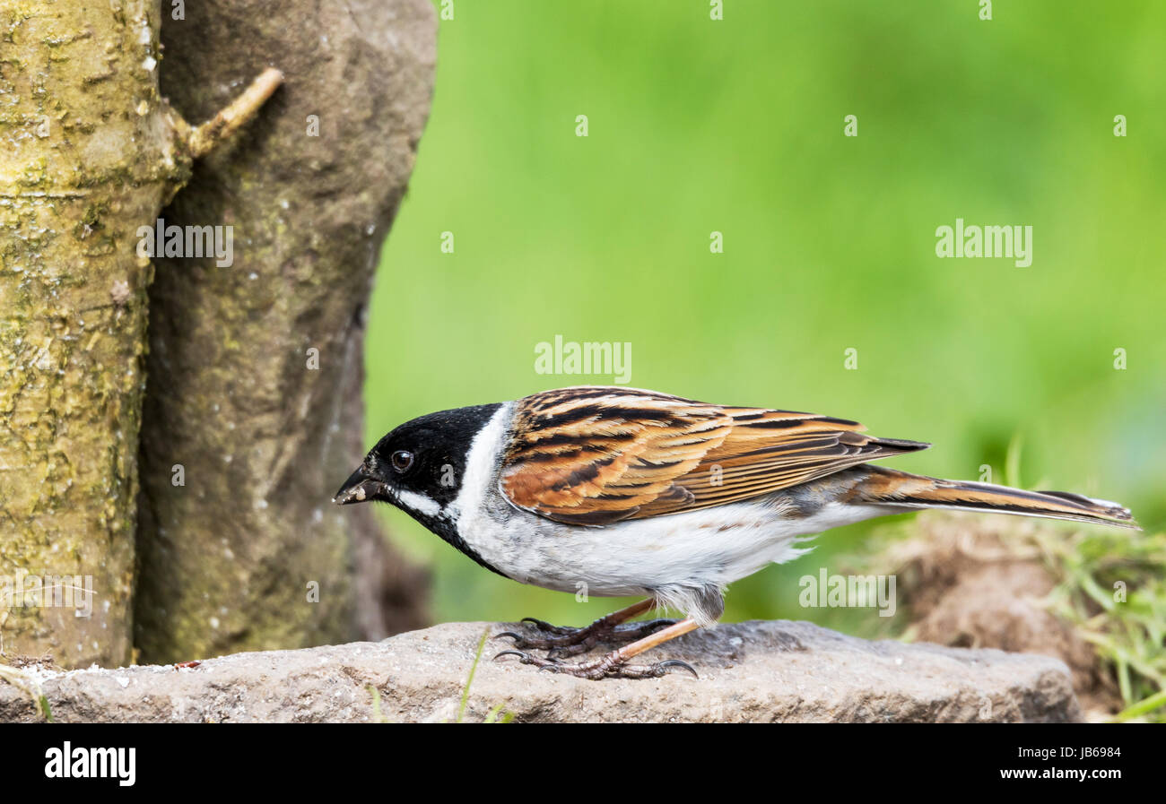 Little brown bird hi-res stock photography and images - Alamy