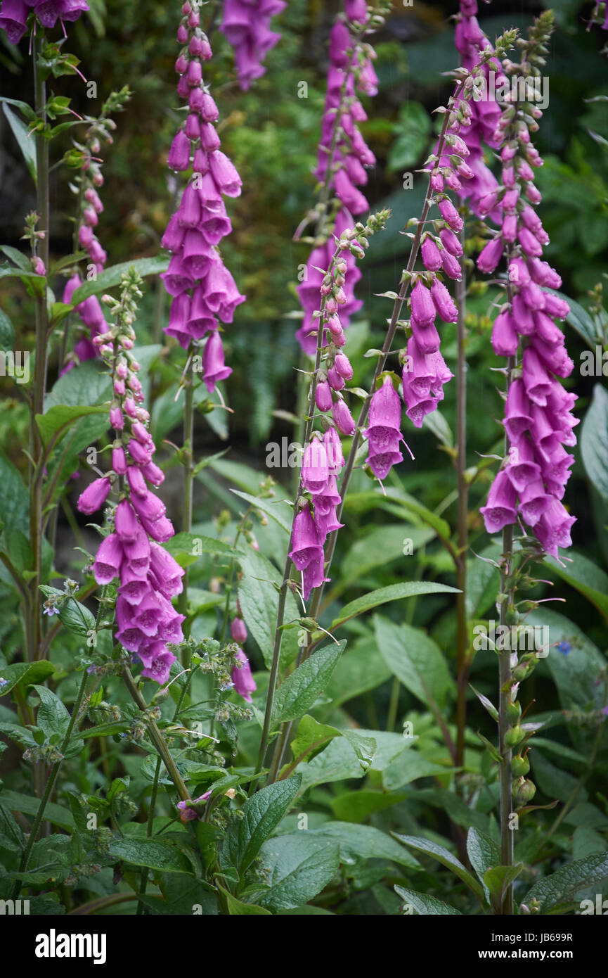 Digitalis spp hi-res stock photography and images - Alamy