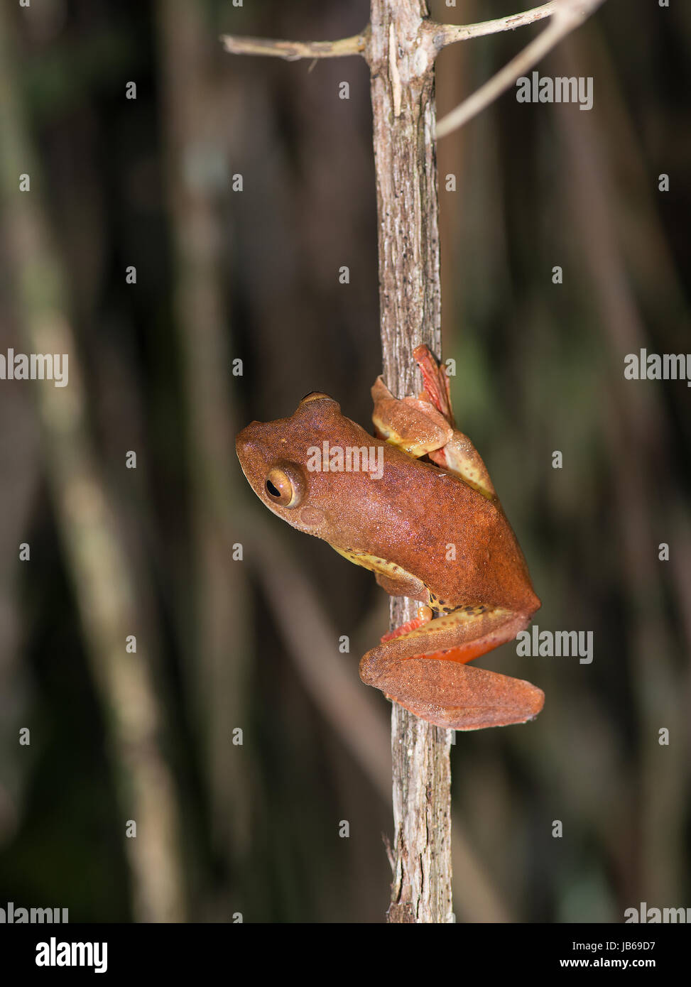 Harlequin Tree Frog (Rhacophorus pardalis), Danum Valley, Sabah, Borneo ...