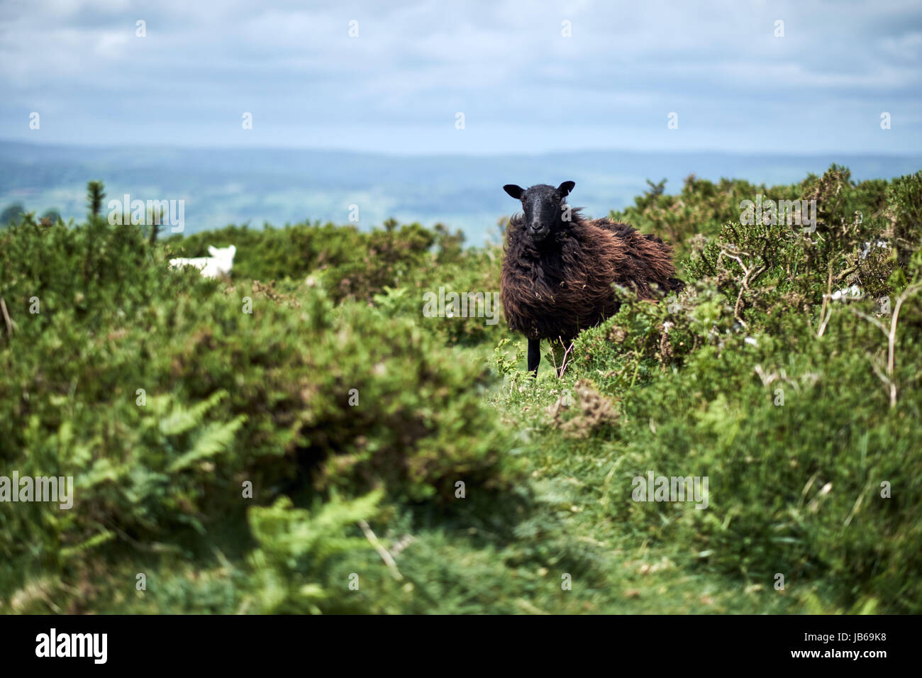 black sheep, brecon beacons National park Stock Photo - Alamy